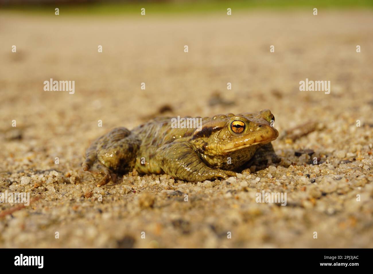 Common sand frog hi-res stock photography and images - Alamy
