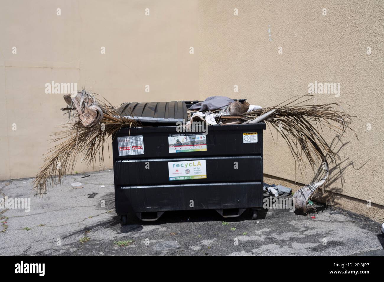 Los Angeles, California, USA. 30th Mar, 2023. Dead palm tree leaves in ...