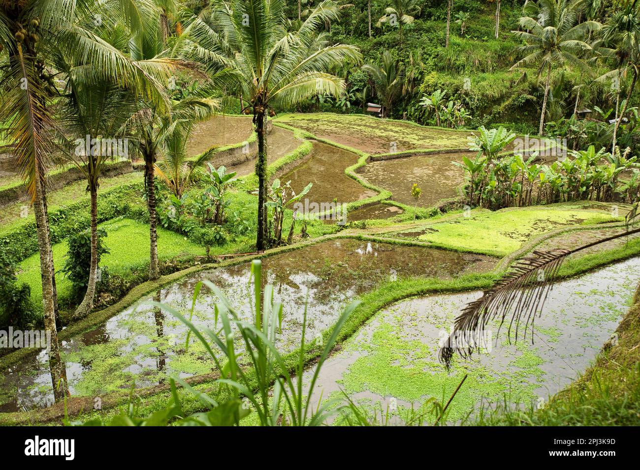 Panoramic view over the tropical Tegalalang rice terraces of Ubud in ...