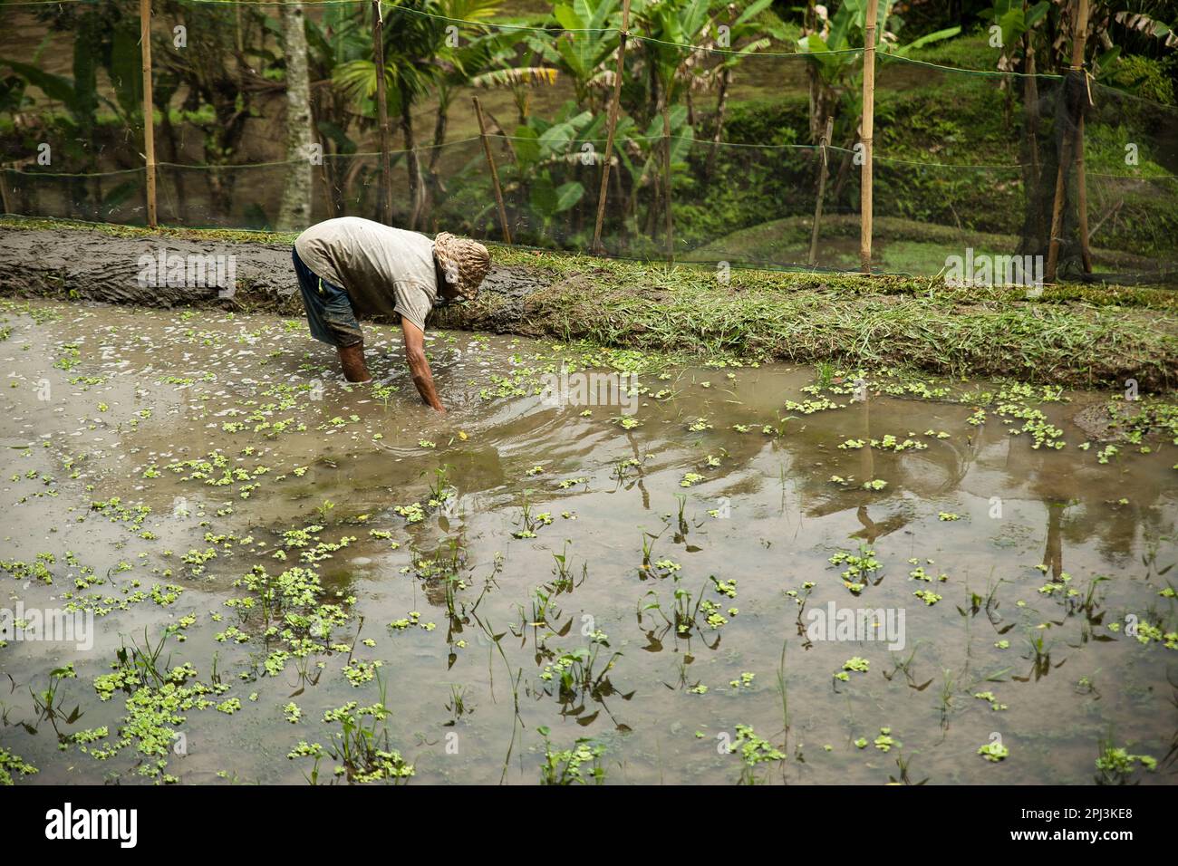 The tropical Tegalalang rice terraces of Ubud on Bali, Indonesia ...