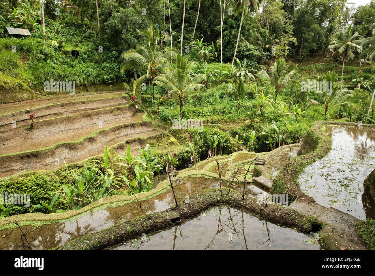 Panoramic view over the tropical Tegalalang rice terraces of Ubud in ...