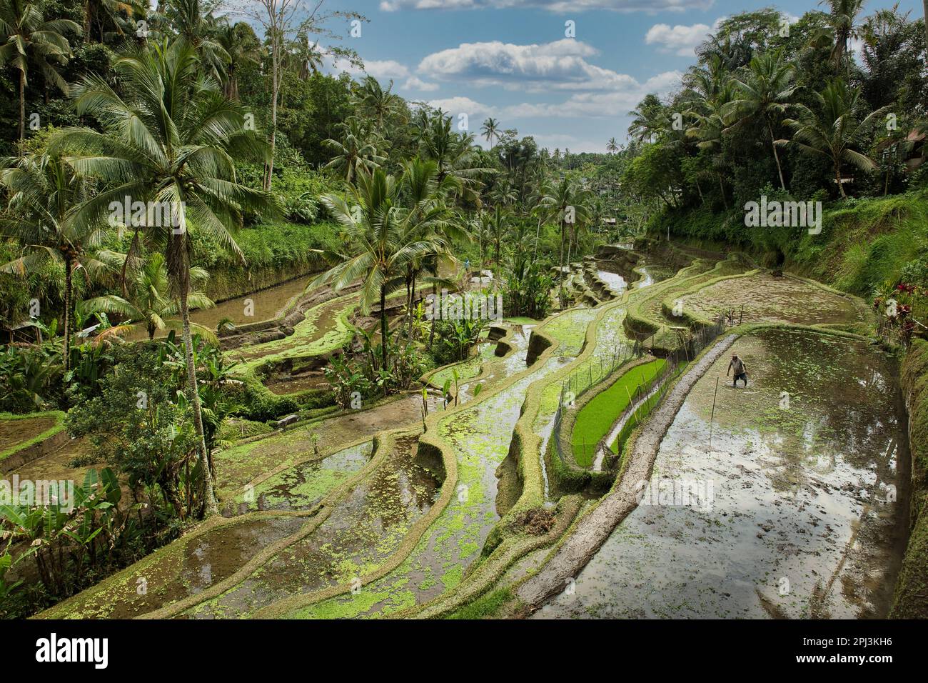 Panoramic view over the tropical Tegalalang rice terraces of Ubud in ...