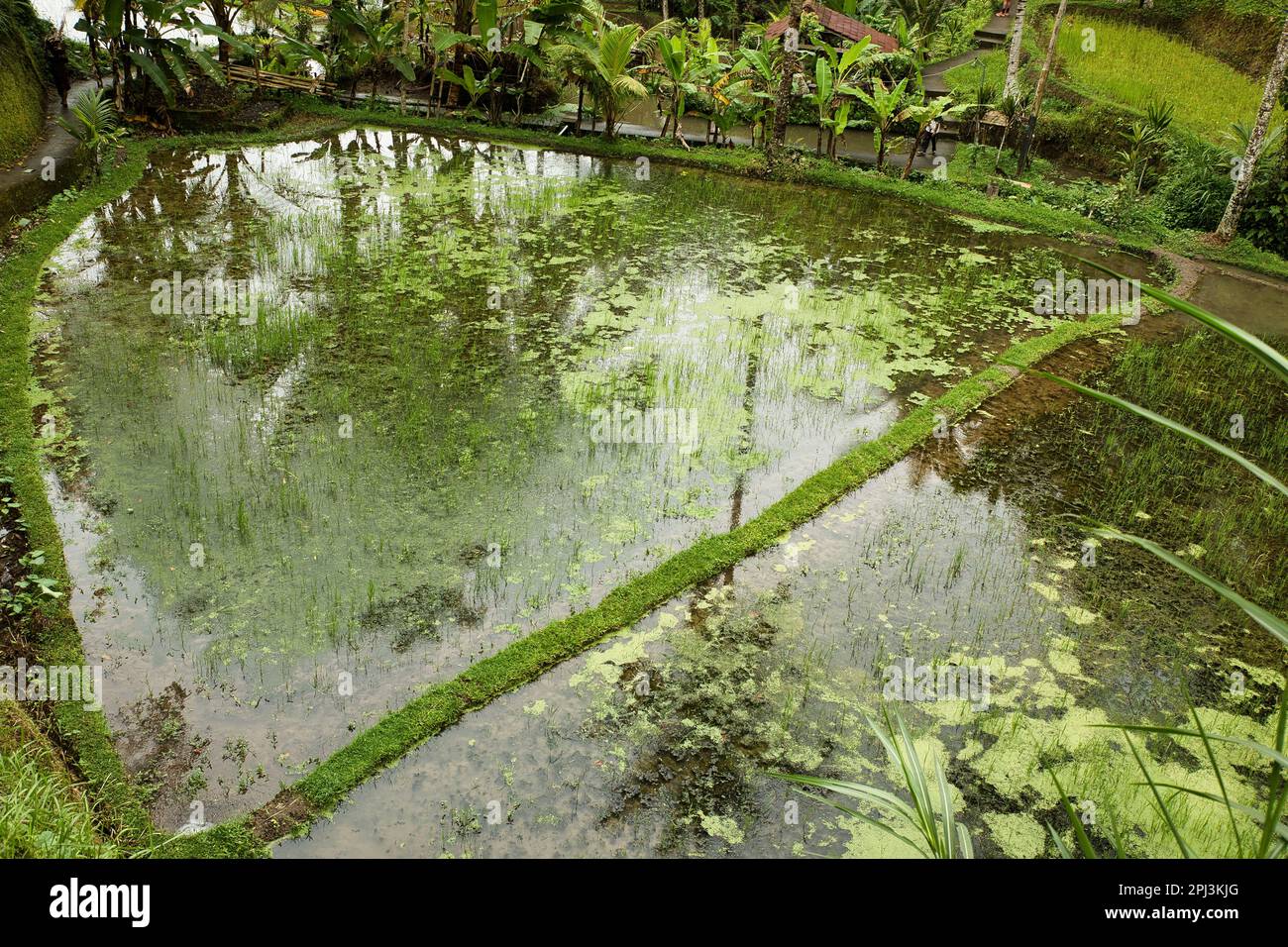 A rice pool in which the palm trees are reflected at the tropical ...