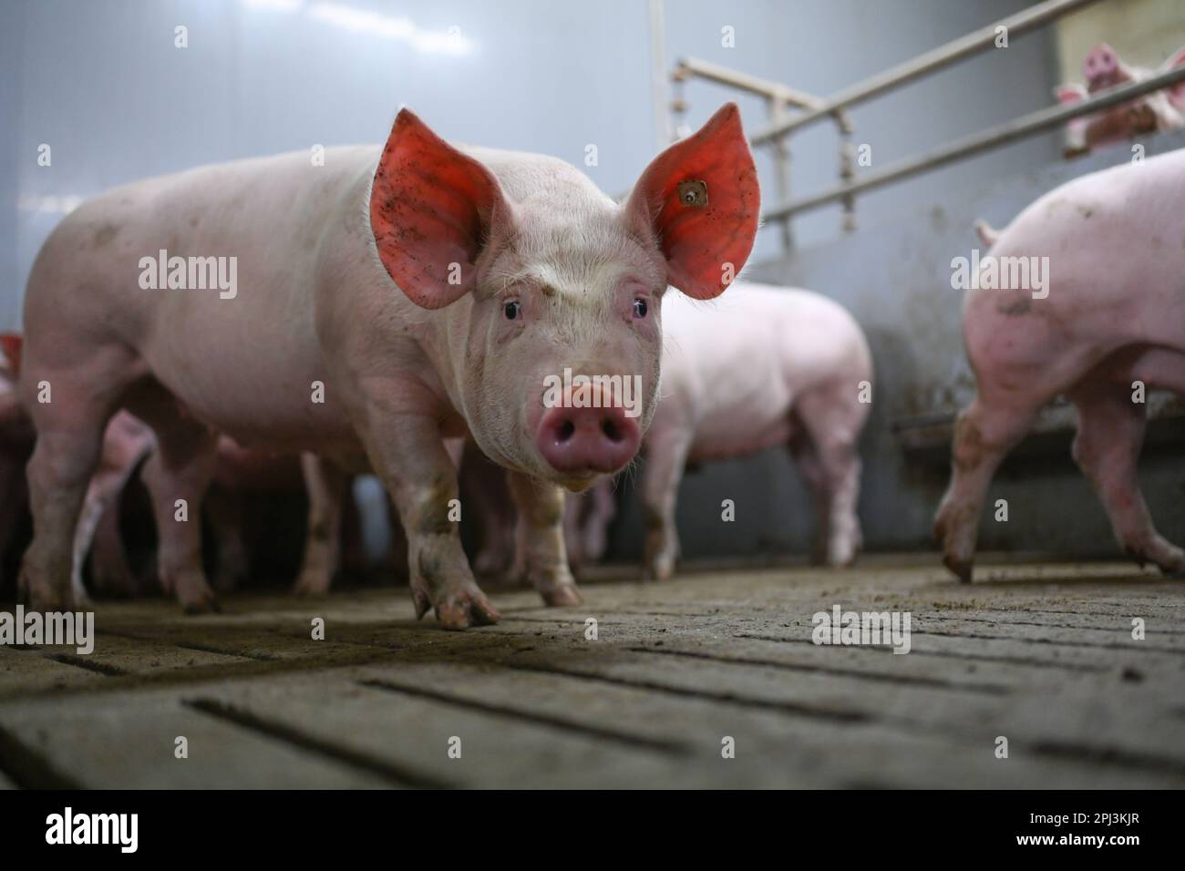 Kreis Emsland, Germany. 30th Mar, 2023. A group of pigs on the ...