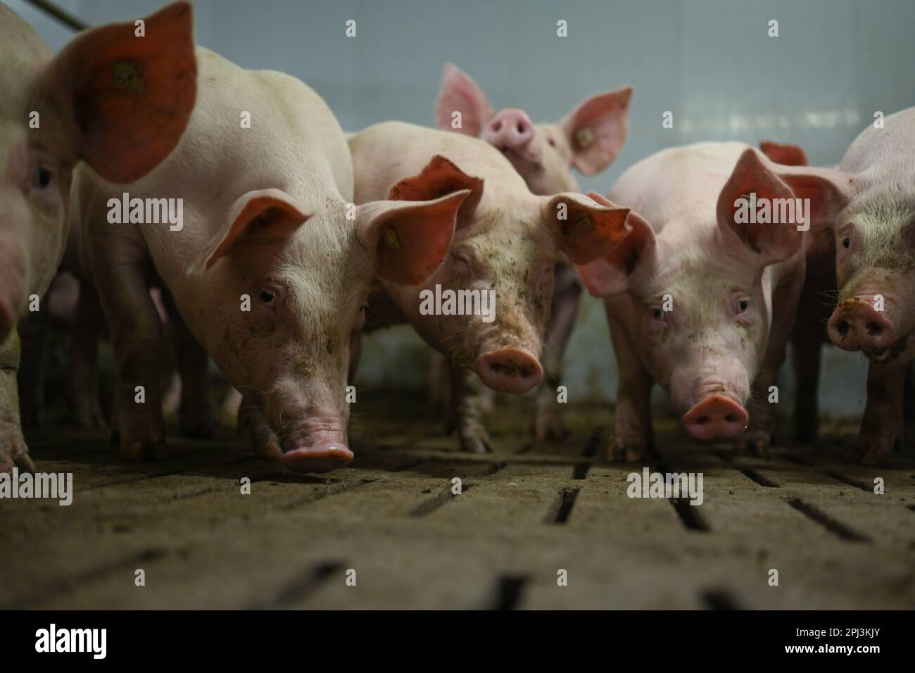 Kreis Emsland, Germany. 30th Mar, 2023. A group of pigs on the ...