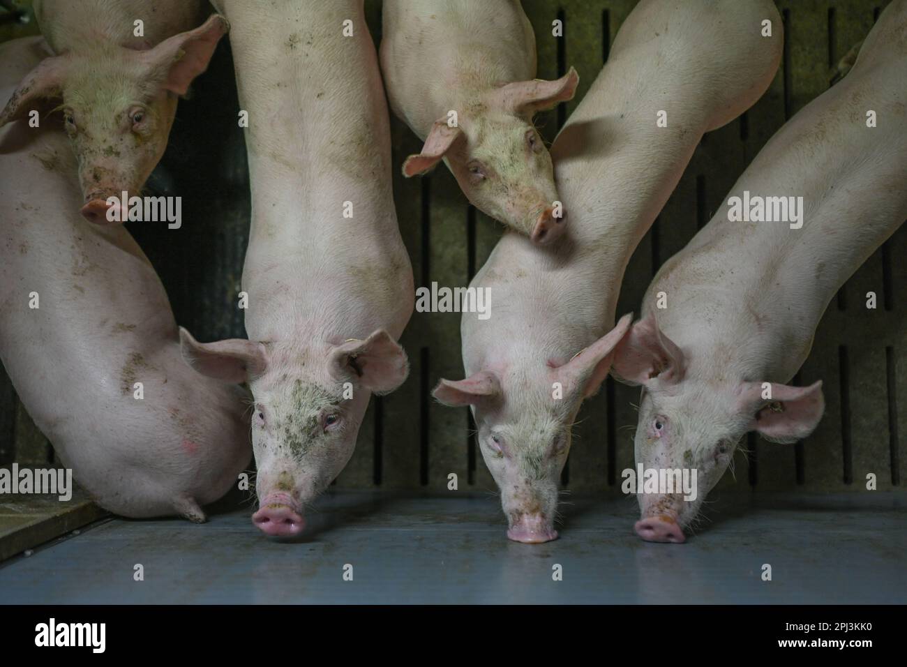 Kreis Emsland, Germany. 30th Mar, 2023. A group of pigs in a pen in a ...