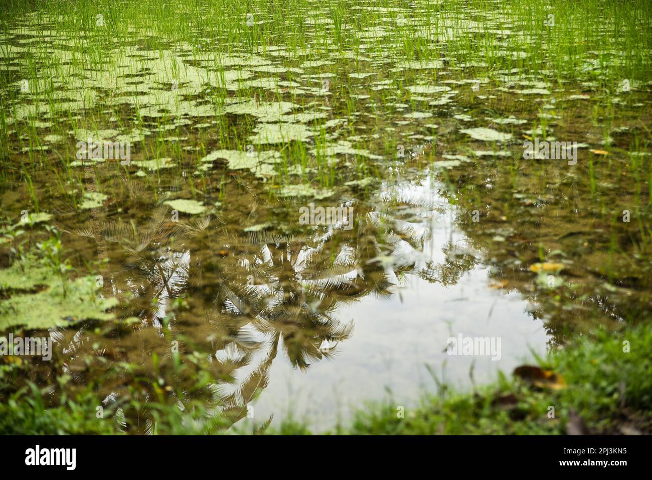 A rice pond reflecting the palm trees at the tropical Tegalalang rice ...