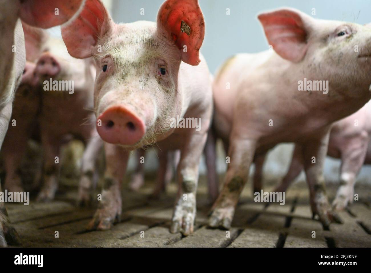 Kreis Emsland, Germany. 30th Mar, 2023. A group of pigs on the ...