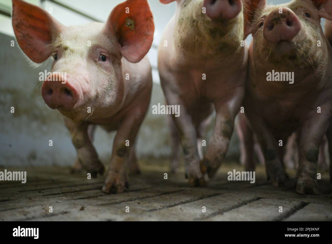 Kreis Emsland, Germany. 30th Mar, 2023. A group of pigs on the ...