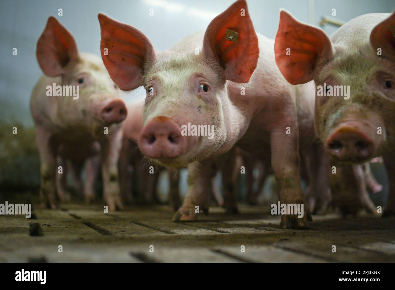 Kreis Emsland, Germany. 30th Mar, 2023. A group of pigs on the ...