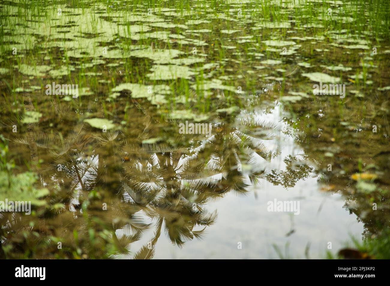 A rice pond reflecting the palm trees at the tropical Tegalalang rice ...