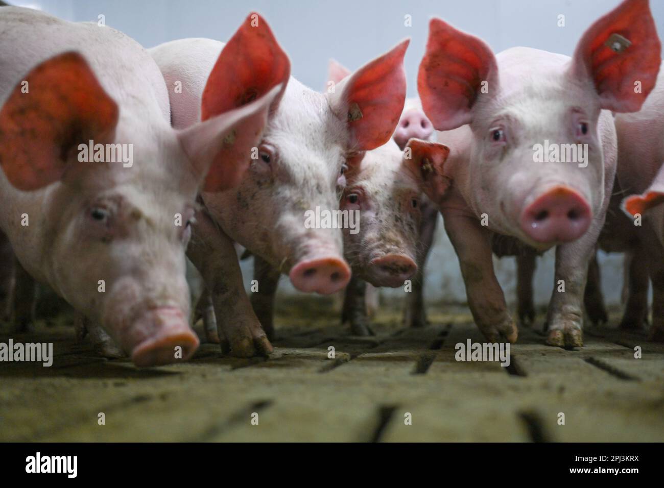 Kreis Emsland, Germany. 30th Mar, 2023. A group of pigs on the ...
