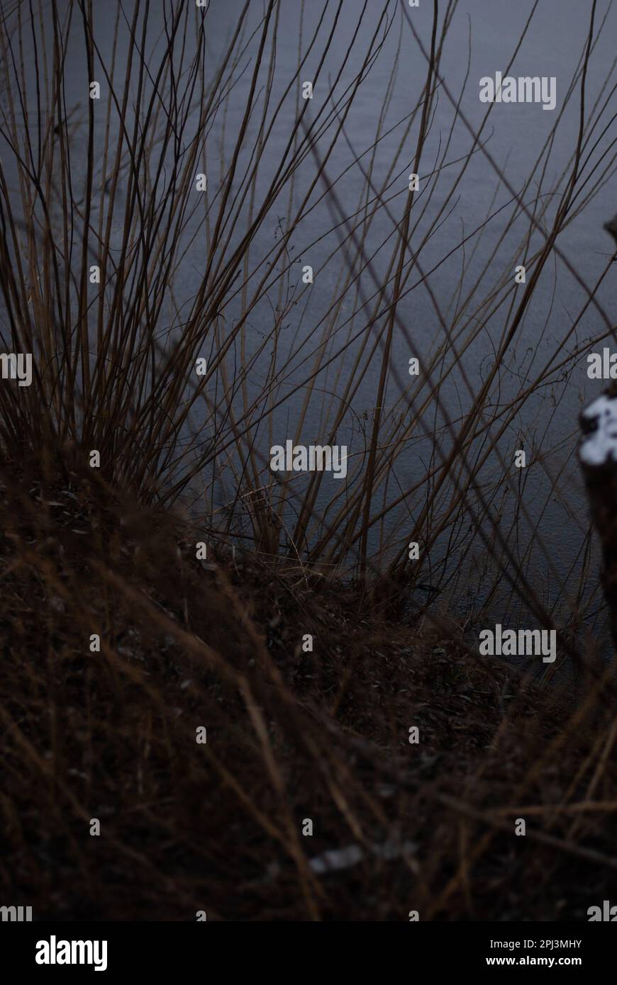View of tree branches in cloudy weather Stock Photo - Alamy