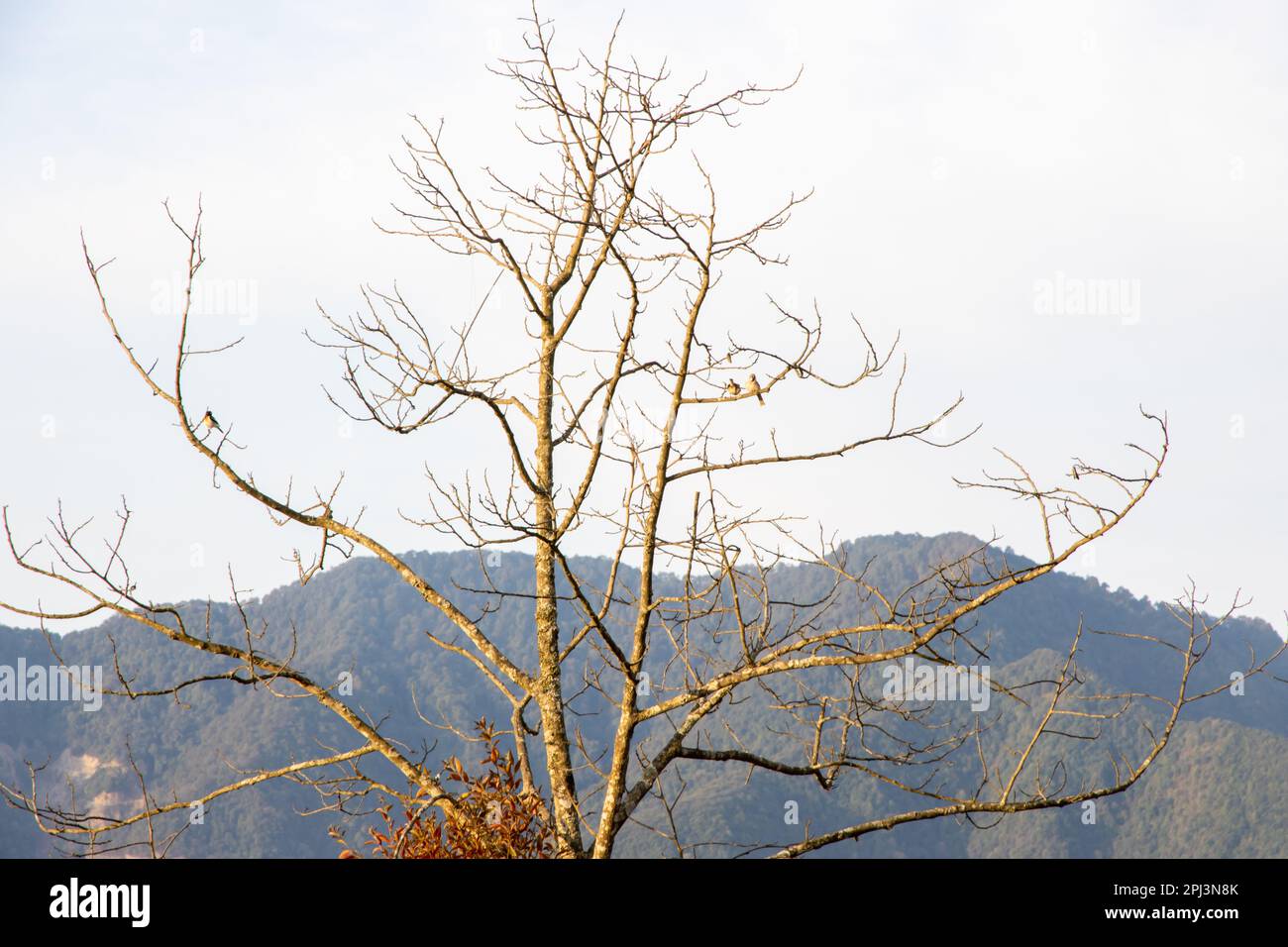 Beautiful Kathmandu Landscape with Forest, Rhododendron, seen from ...