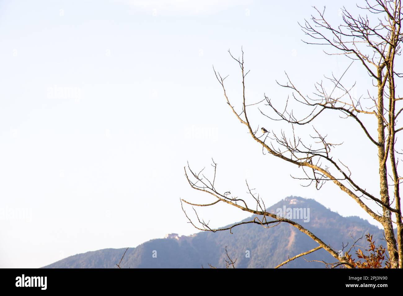 Beautiful Kathmandu Landscape with Forest, Rhododendron, seen from ...
