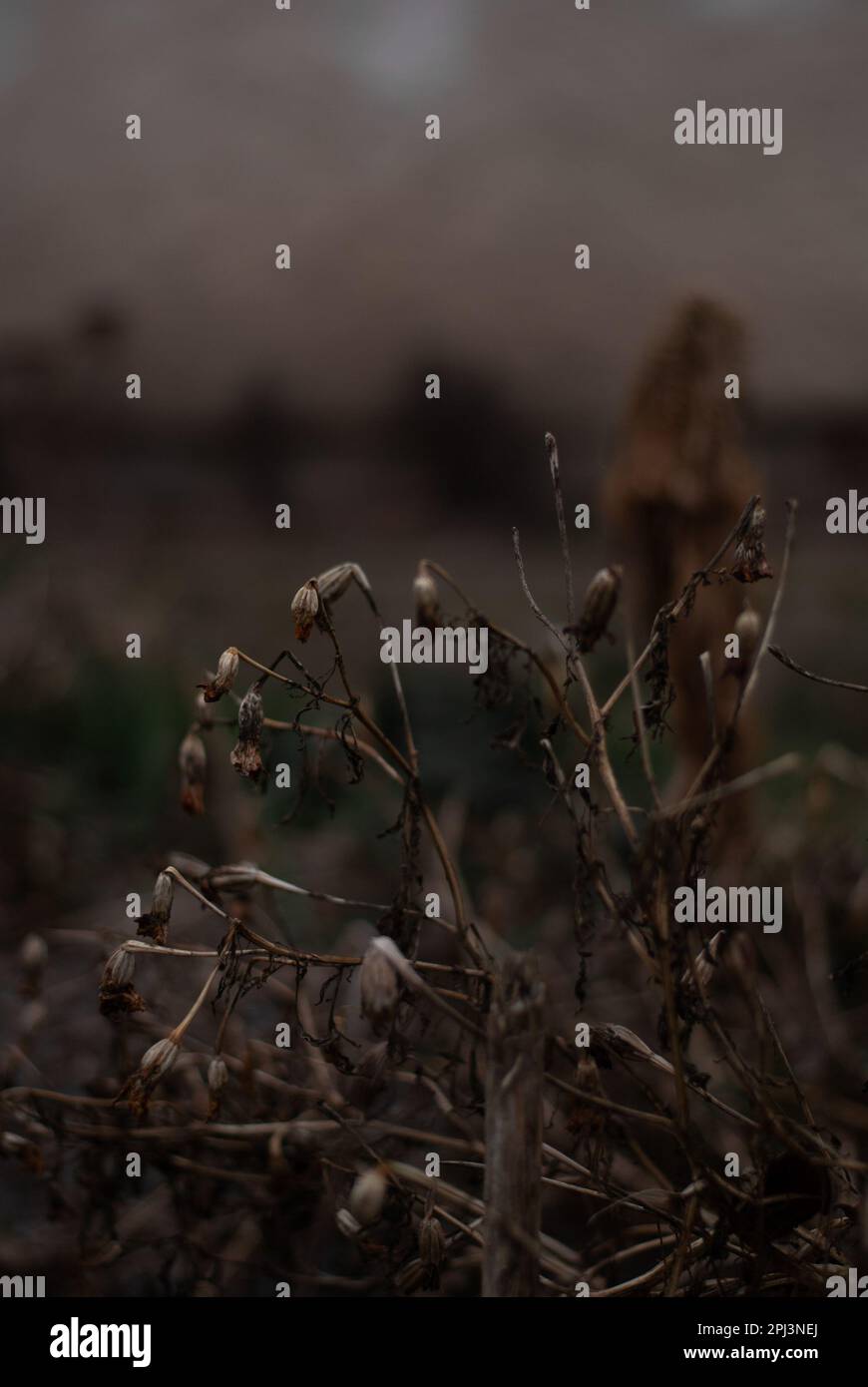Close up of dry hop plant on fence Stock Photo - Alamy