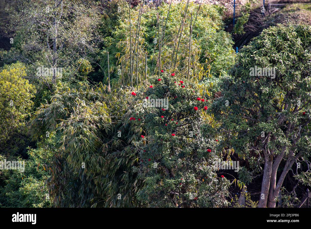 Beautiful Kathmandu Landscape with Forest, Rhododendron, seen from ...
