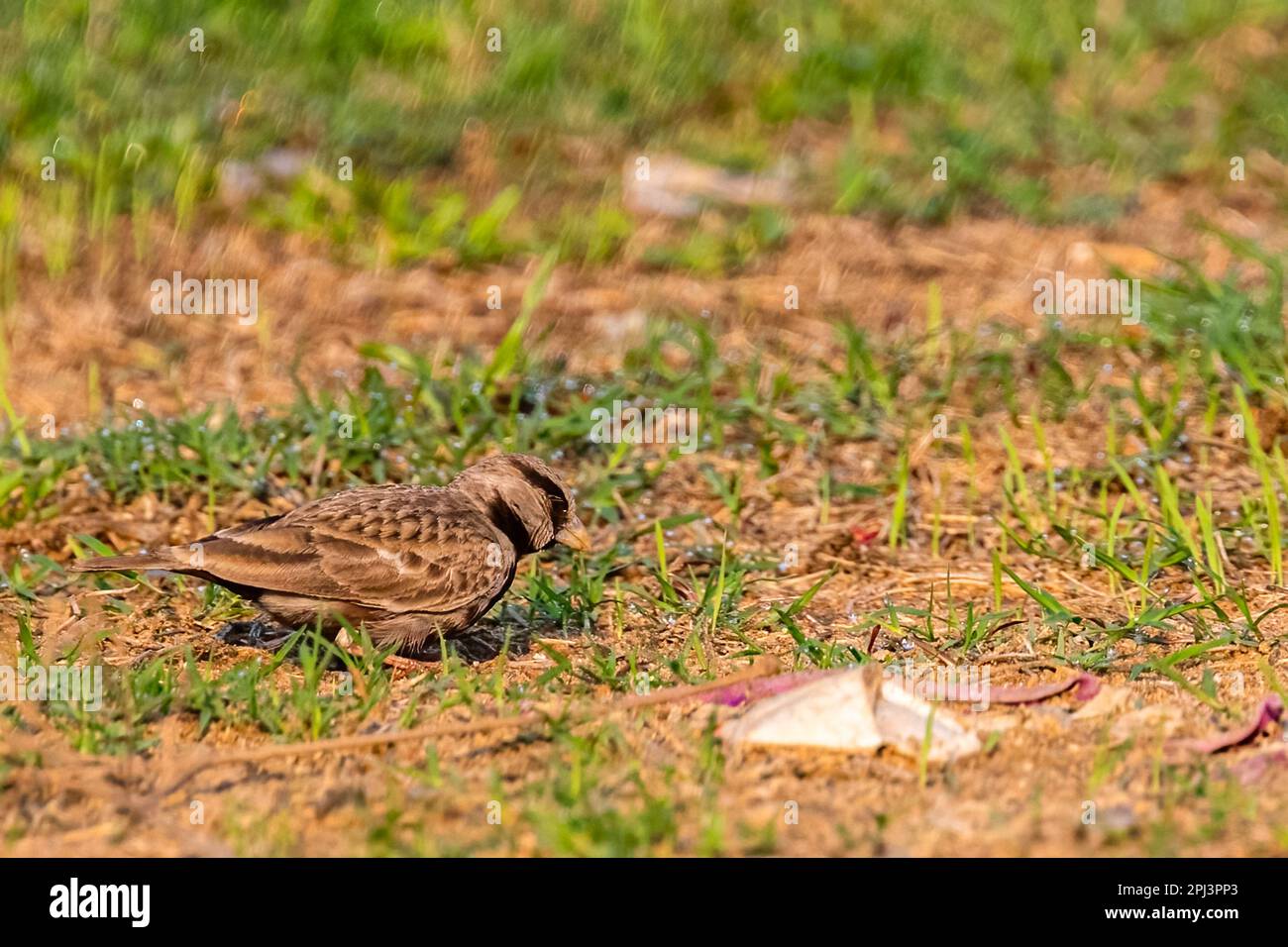 An Ashy Crowned Sparrow Lark in search of food in field Stock Photo - Alamy