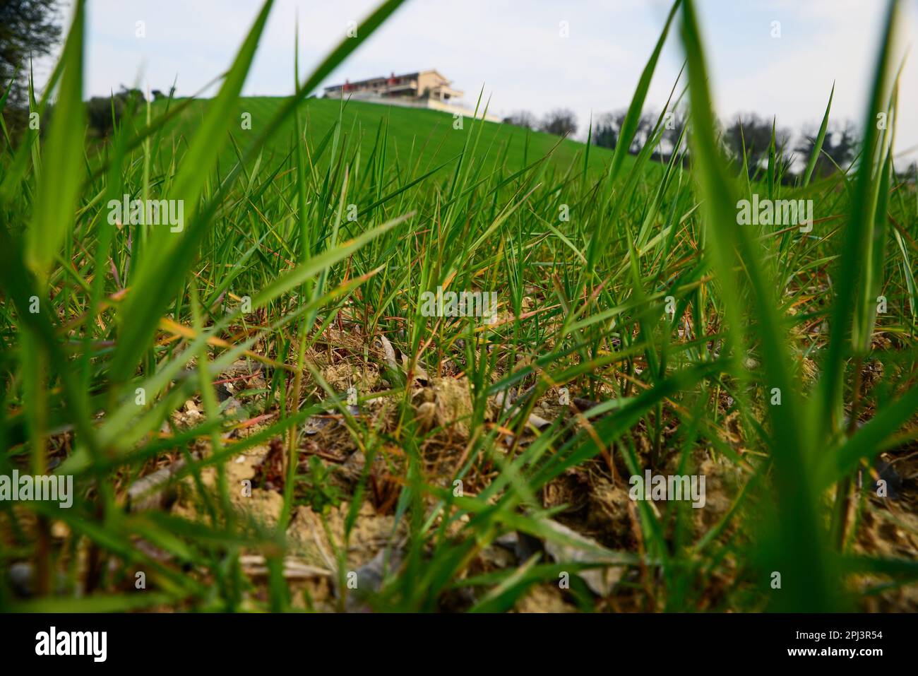 Clay soil field with lush green grass Stock Photo - Alamy