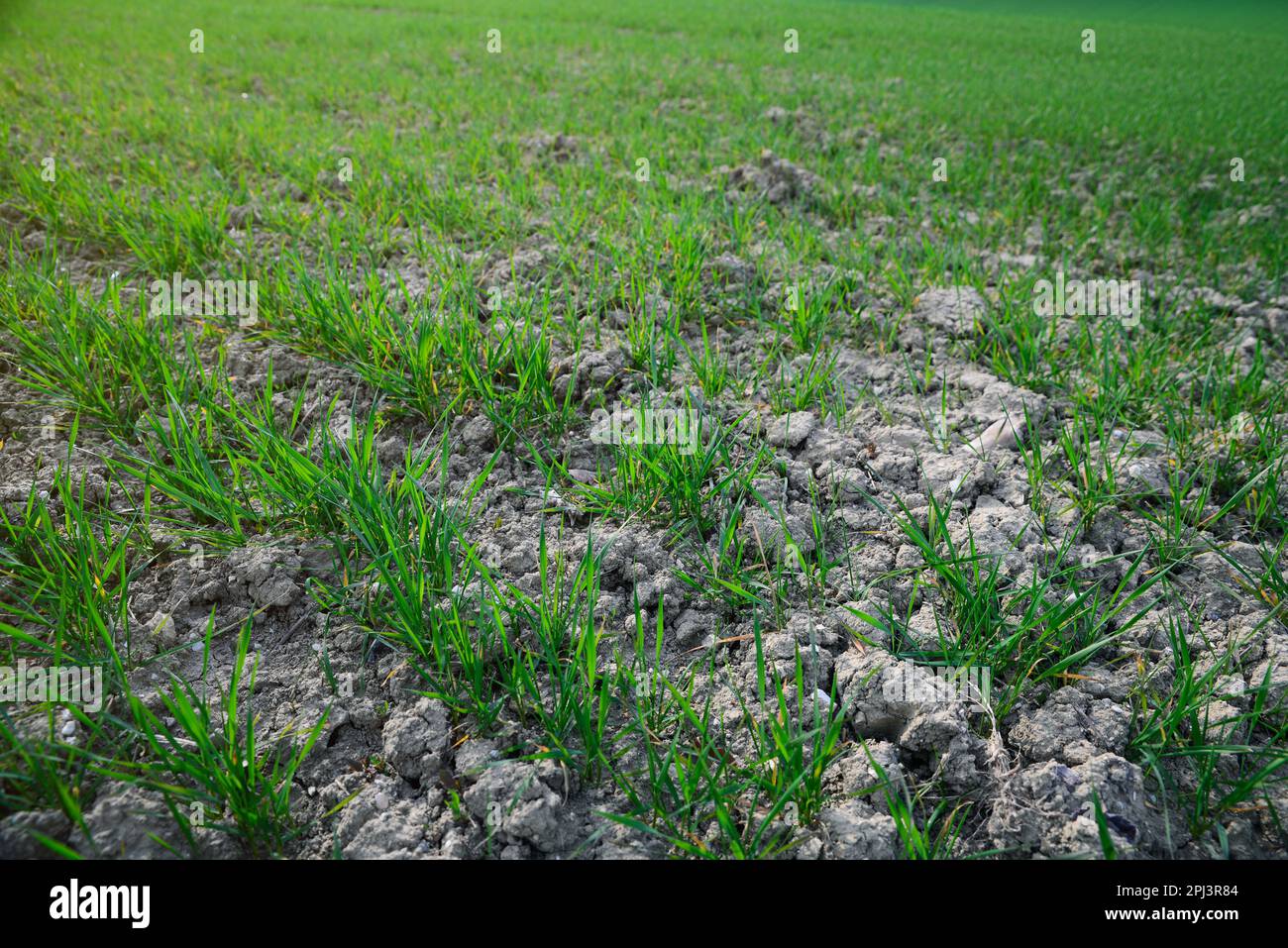 Clay soil field with lush green grass Stock Photo - Alamy