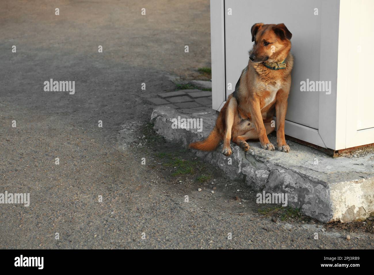 Lost dog sitting alone outdoors. Space for text Stock Photo - Alamy