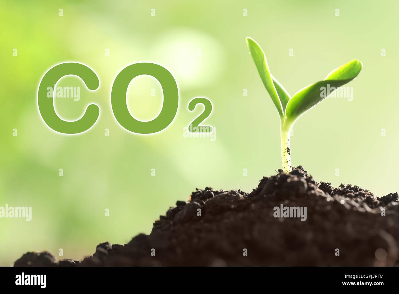 Reduce CO2 emissions. Fresh green seedling growing outdoors, closeup ...