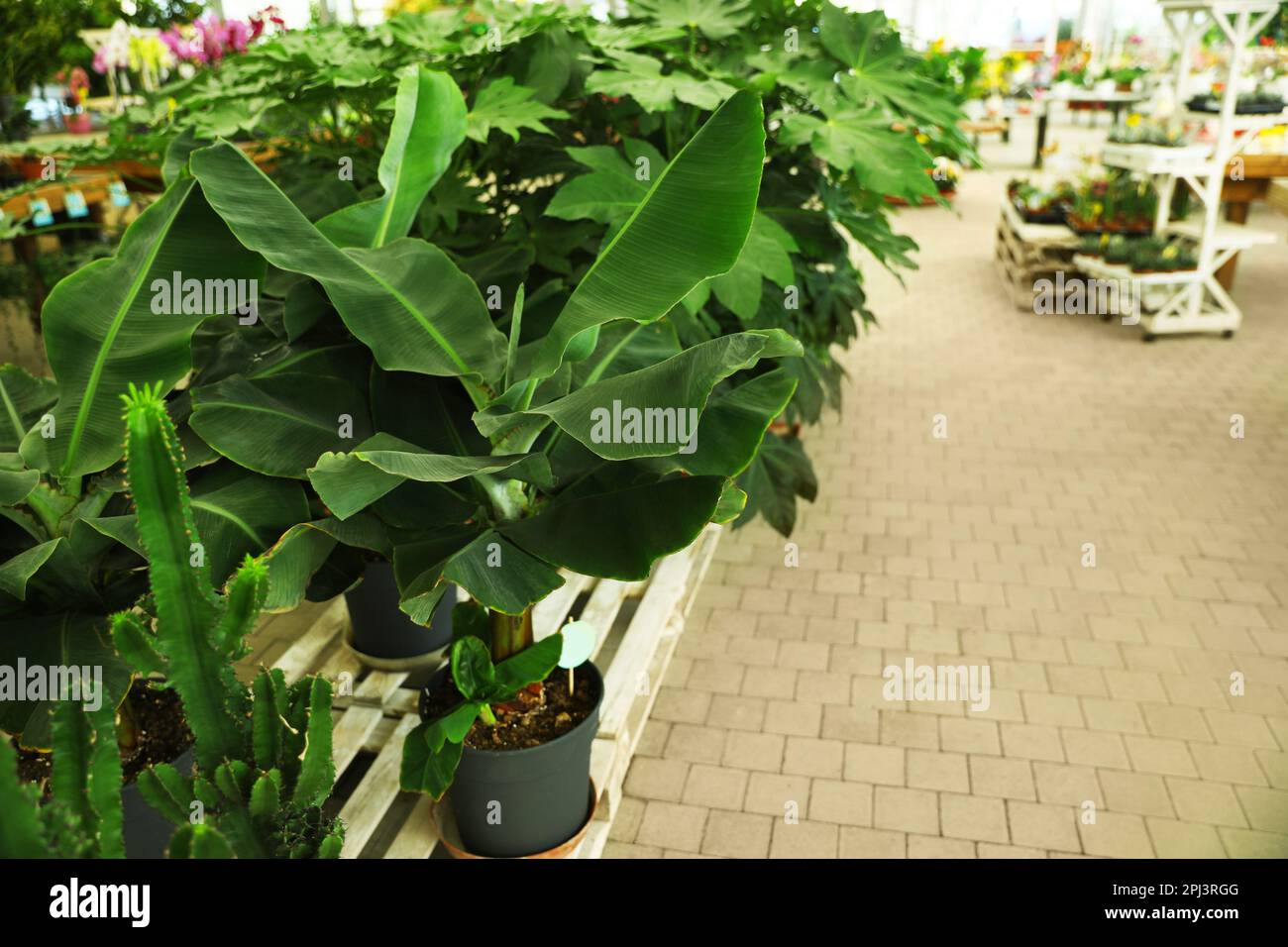 Beautiful potted banana tree in garden center, space for text Stock ...
