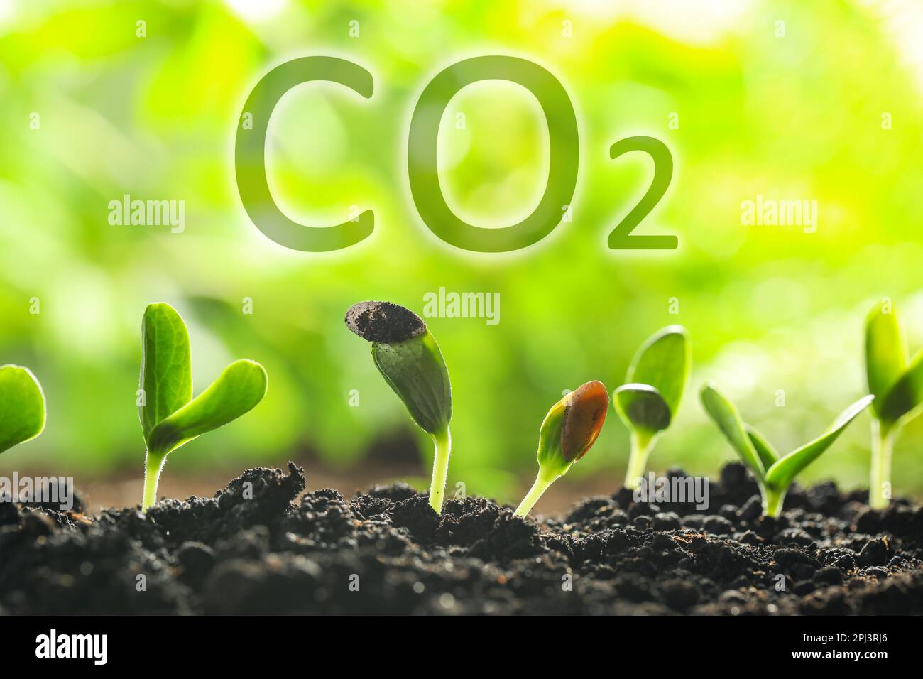 Reduce CO2 emissions. Fresh green seedlings growing outdoors, closeup ...