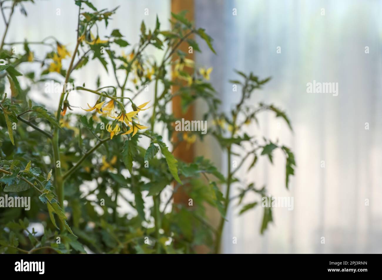 Tomato plants blooming hi-res stock photography and images - Alamy