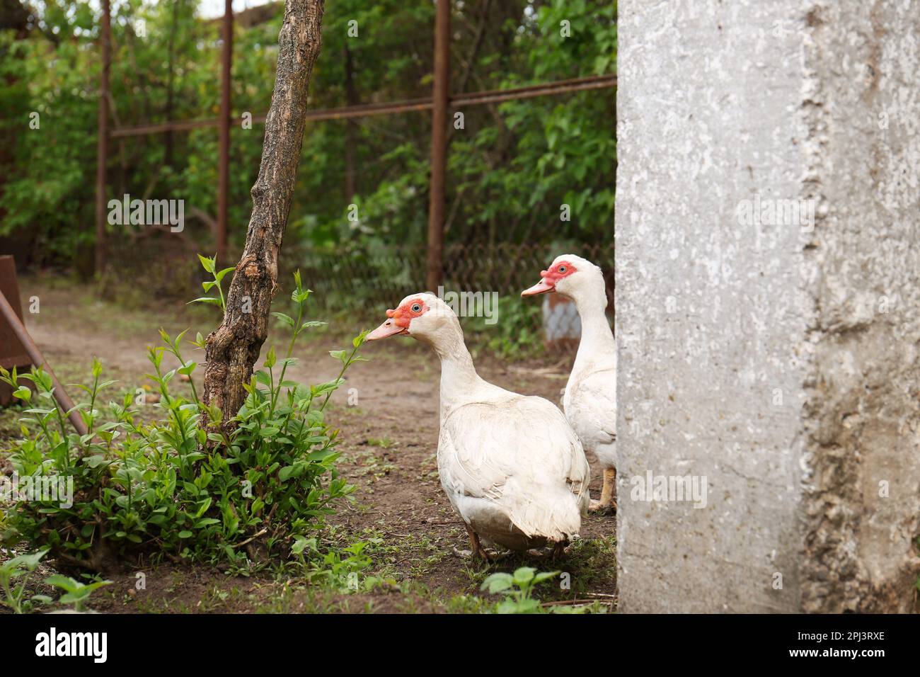 Two white ducks hi-res stock photography and images - Alamy