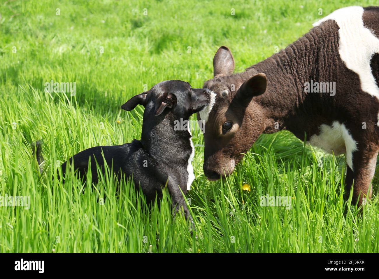 Dog and young calf on green grass outdoors Stock Photo - Alamy