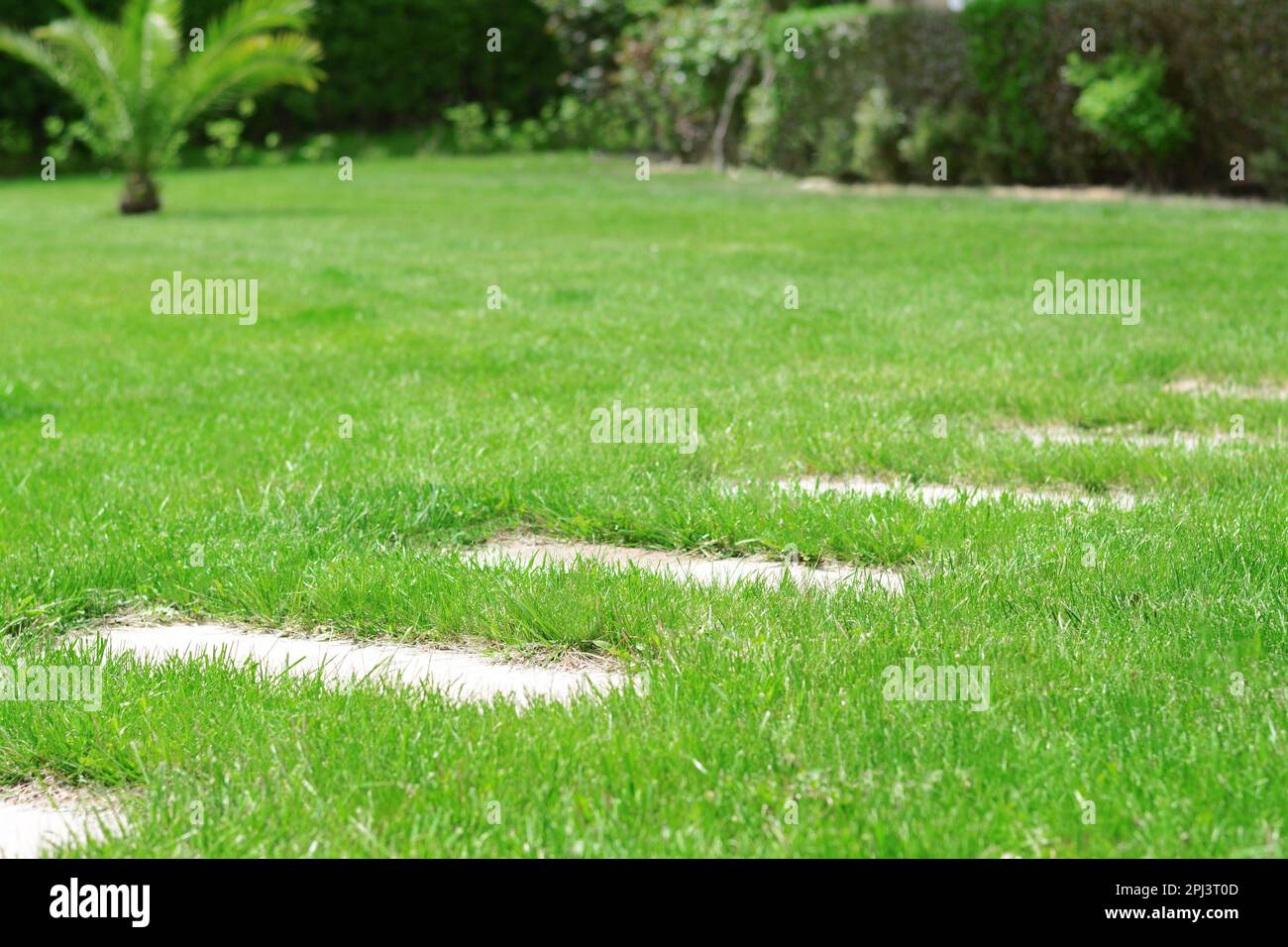 Beautiful garden with bright green grass and path Stock Photo - Alamy