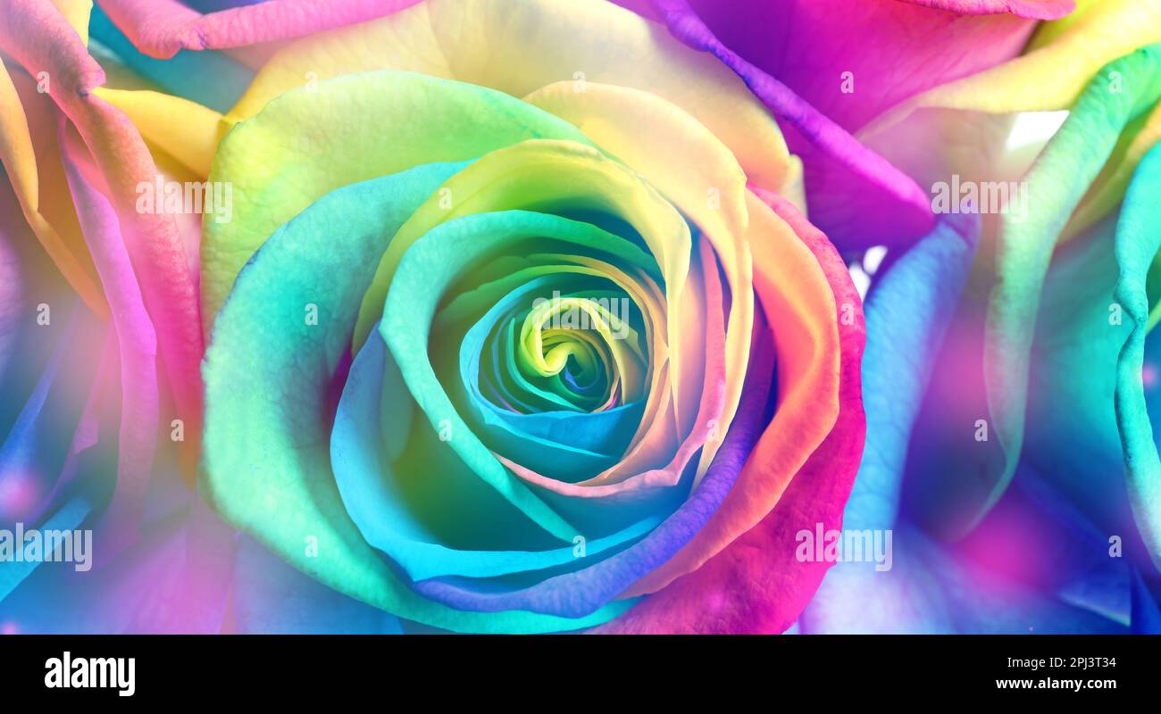 Beautiful roses toned in rainbow colors, closeup. Banner design Stock ...