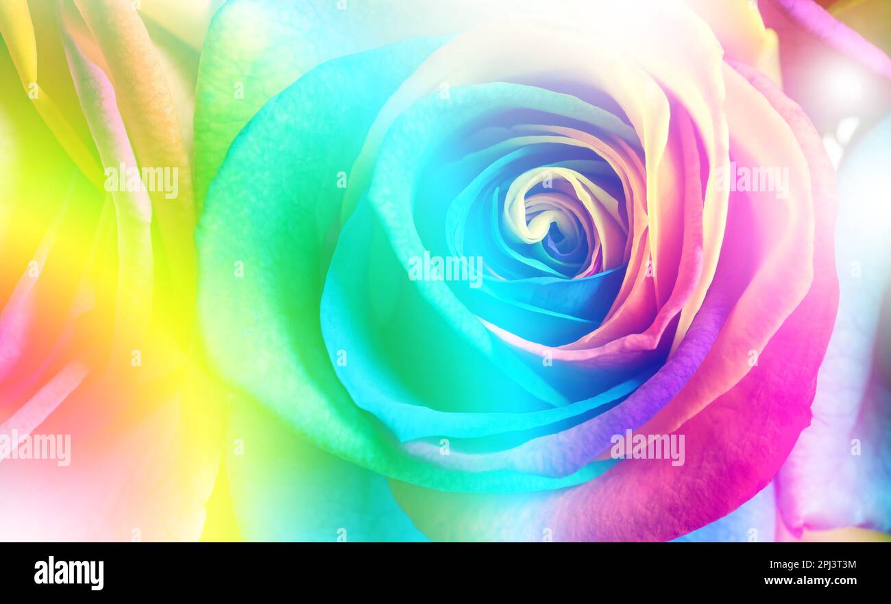 Beautiful rose toned in rainbow colors, closeup Stock Photo - Alamy