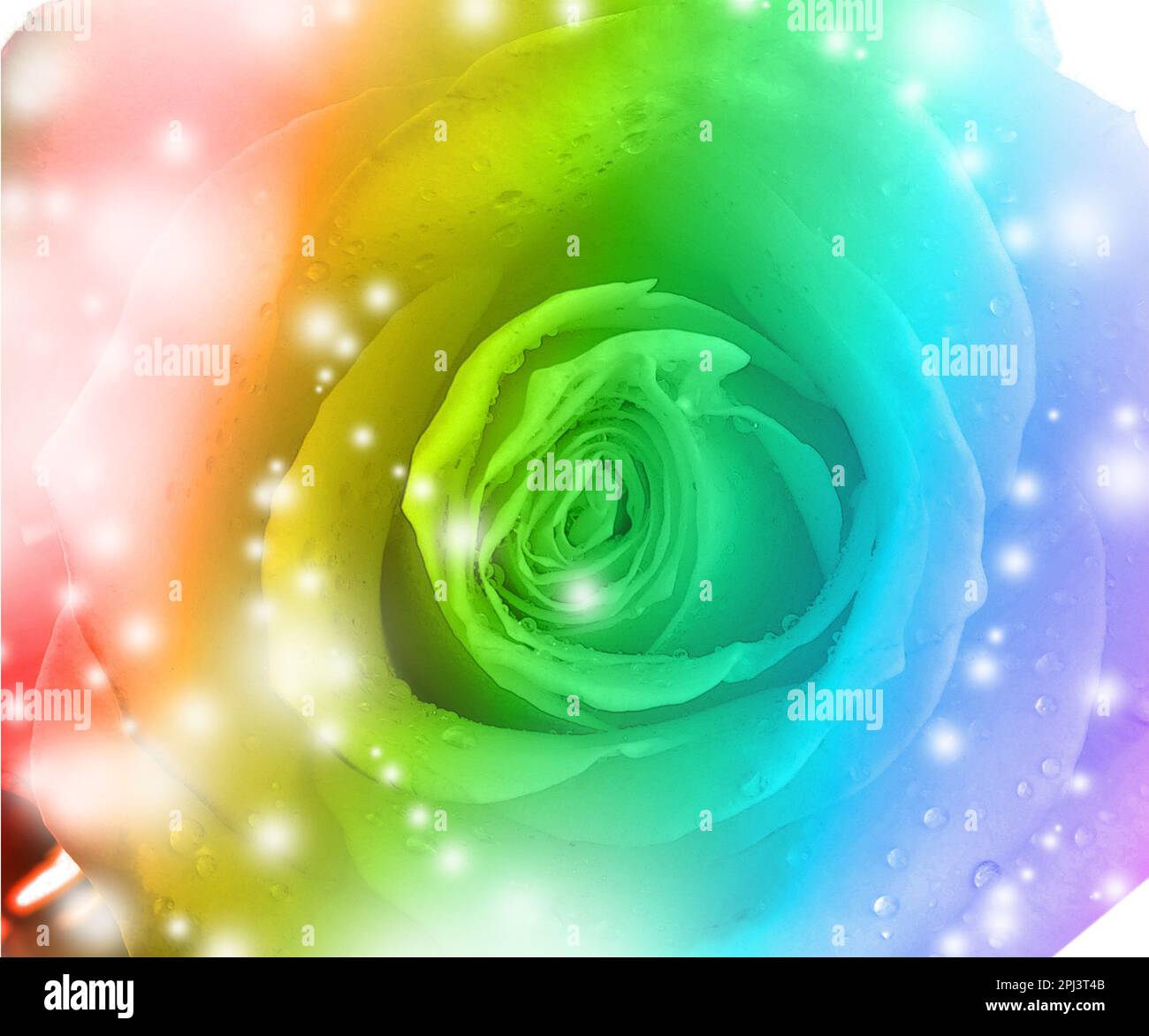 Beautiful rose toned in rainbow colors, closeup Stock Photo - Alamy