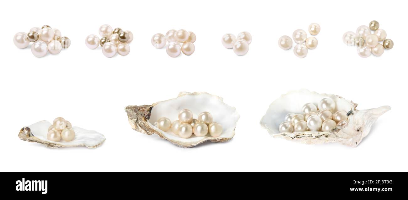 Set with beautiful pearls and oyster shells on white background. Banner ...