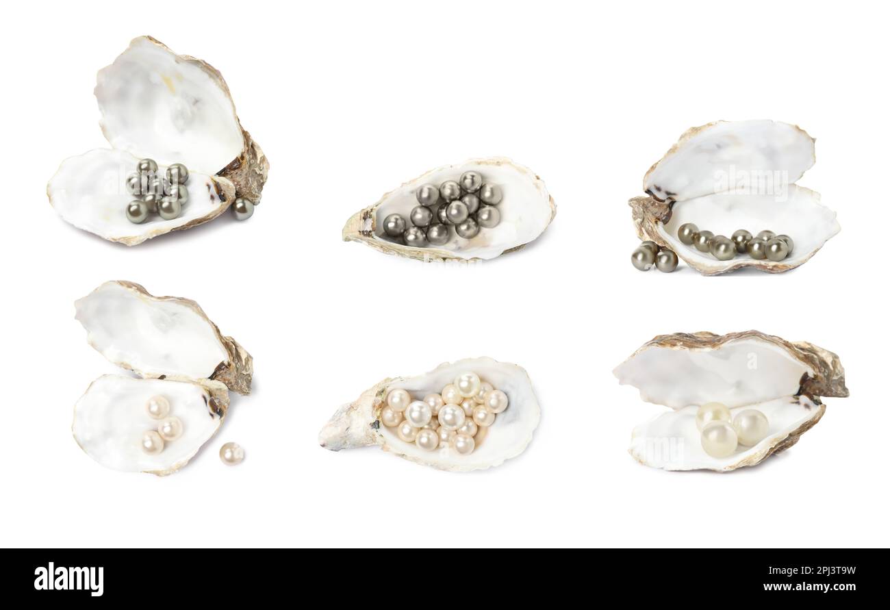 Set with beautiful pearls oyster shells on white background Stock Photo ...