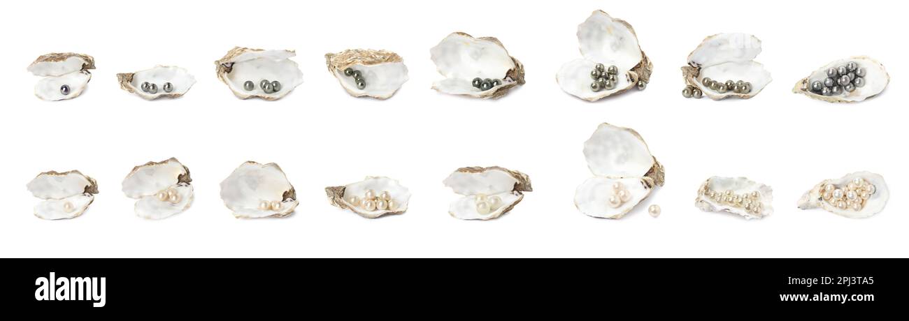 Set with beautiful pearls and oyster shells on white background. Banner ...