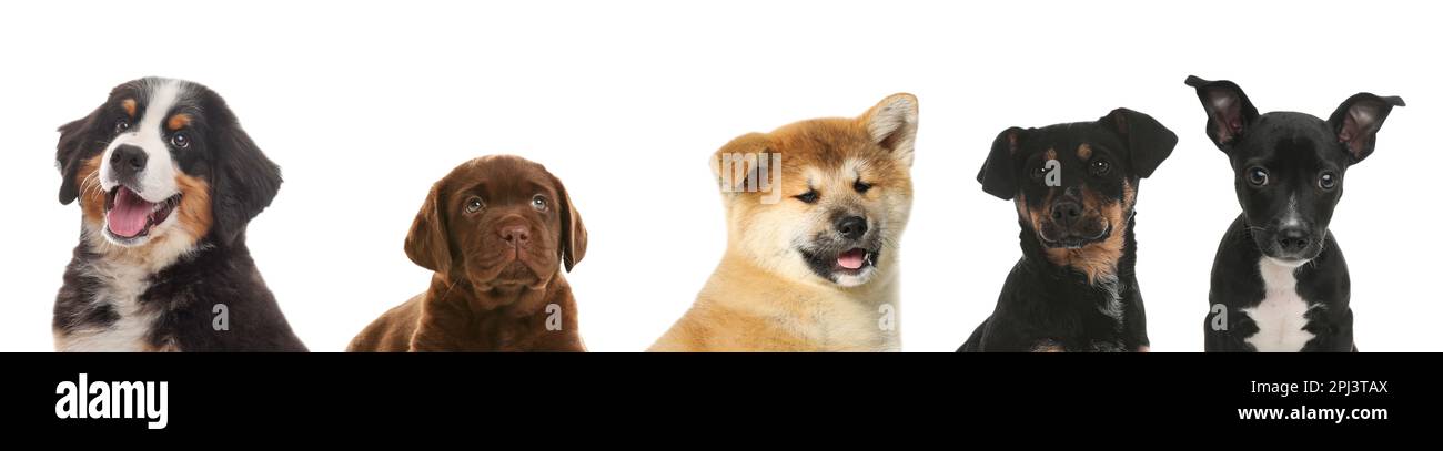 Cute funny dogs on white background. Banner design Stock Photo - Alamy