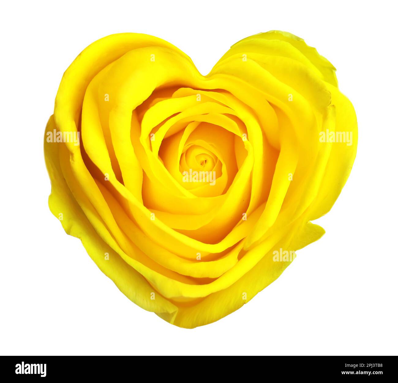 Beautiful yellow rose in shape of heart on white background Stock Photo ...