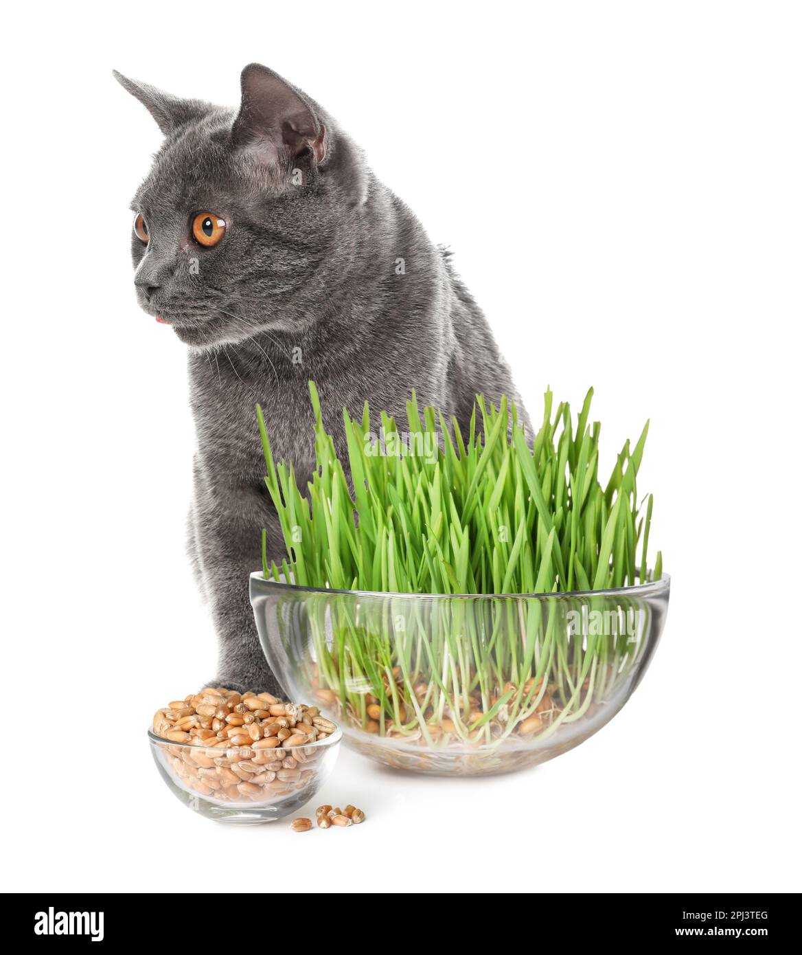 Adorable cat, glass bowls with fresh green grass and seeds on white ...