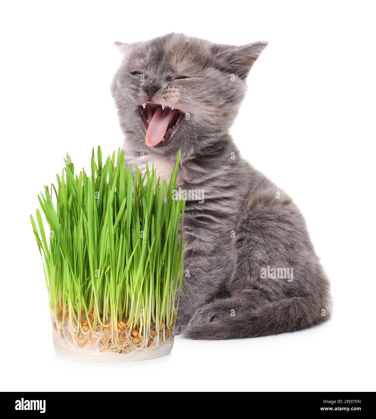 Adorable kitten and fresh green grass on white background Stock Photo ...
