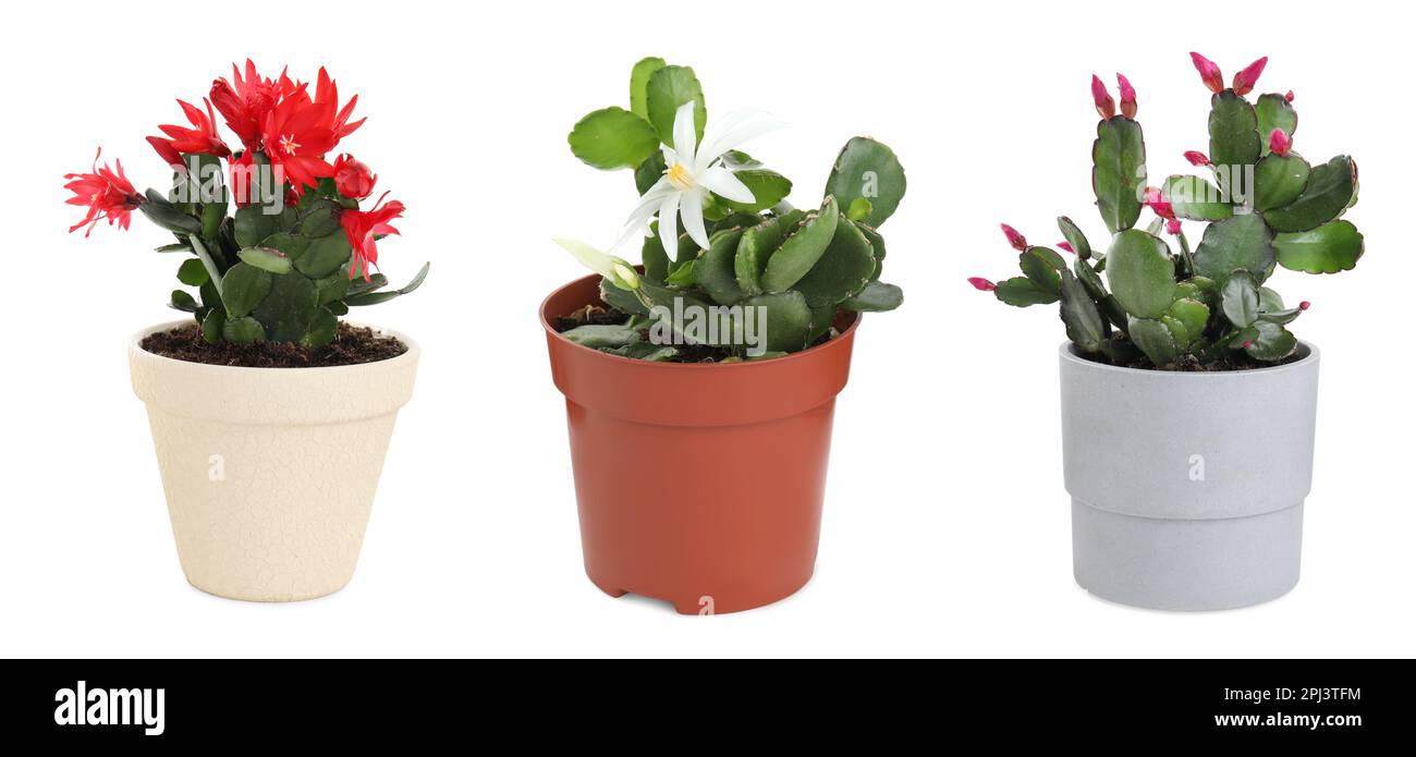 Set with different beautiful cactuses on white background. Banner ...