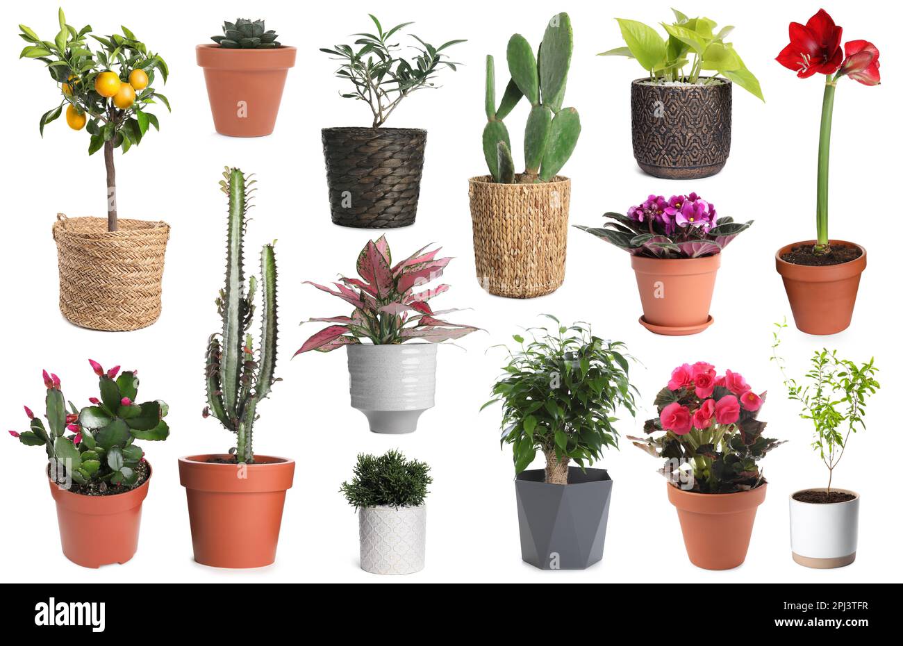 Set with different beautiful plants on white background Stock Photo - Alamy