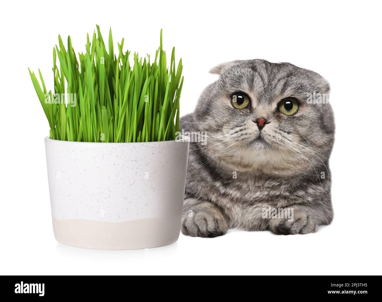 Cat eating grass pot hi-res stock photography and images - Alamy