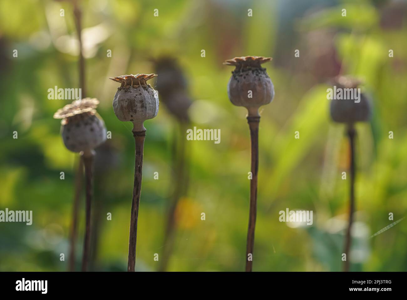 Stem dry detail hi-res stock photography and images - Alamy