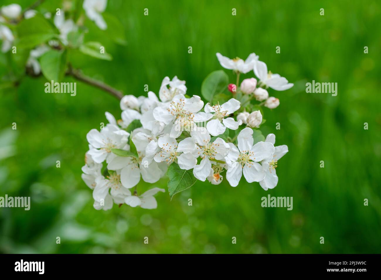 Malus Perpetu, crab apple Evereste, deciduous tree, white flowers ...