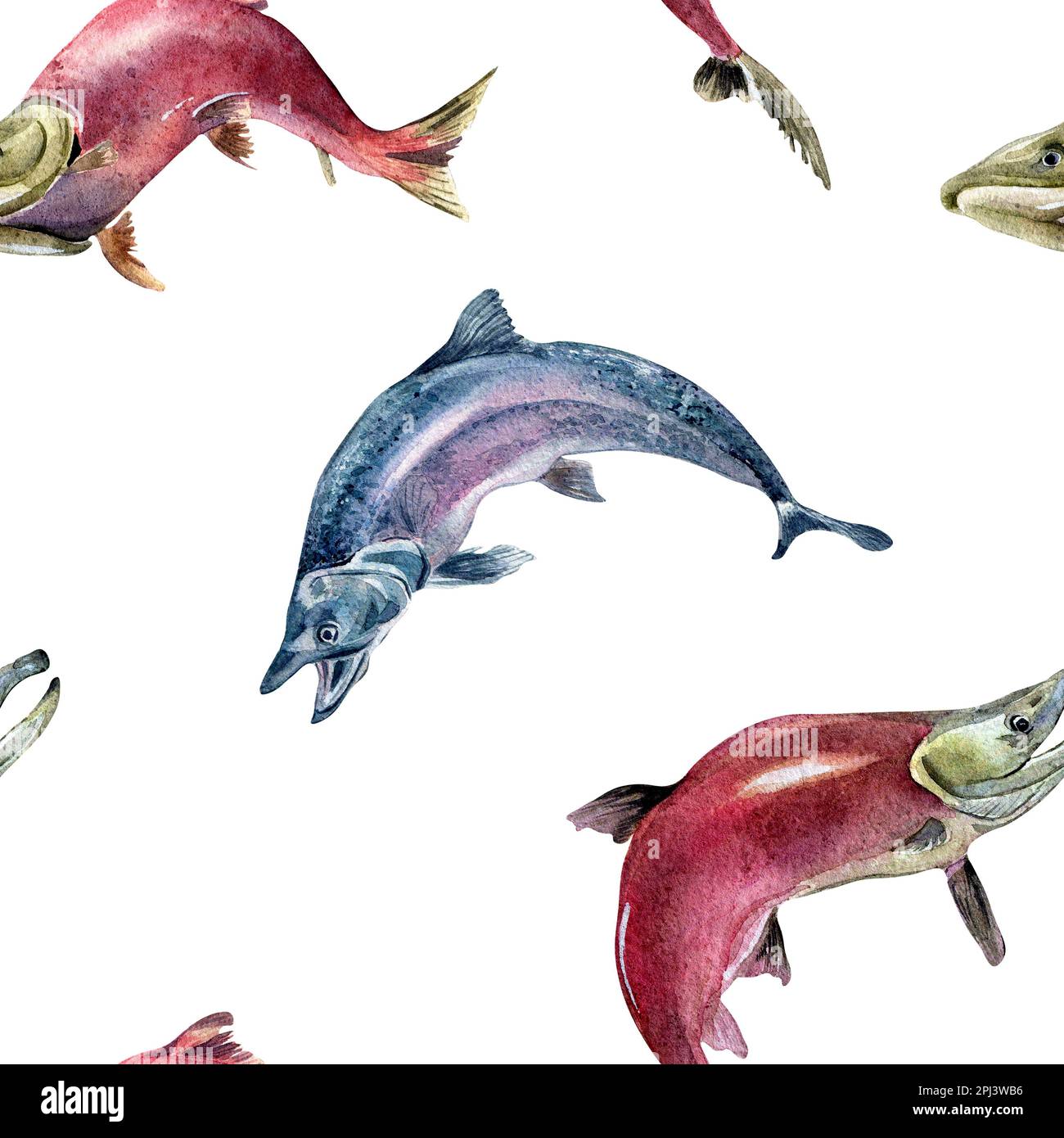Seamless pattern of salmon, coho, chum watercolor illustration isolated ...