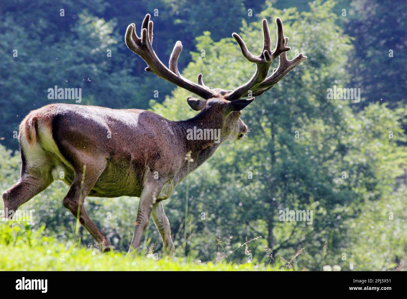 Wildlife in austria hi-res stock photography and images - Alamy