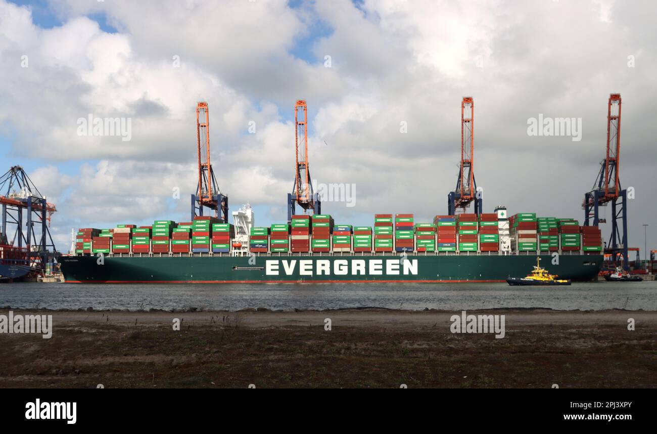 Container ship Ever Govern of Evergreen is unloaded and loaded with ...